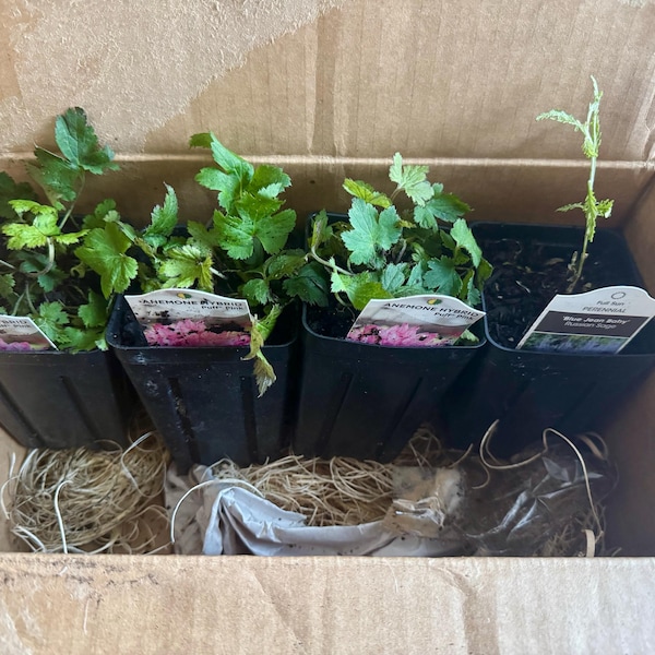 Agastache 'black Adder' (mexican Hyssop) - 3 Well Rooted Starter Plants ...