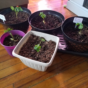 Wild Jungle Peanuts, 15 Seeds, Organic Heirloom, From the Amazon ...