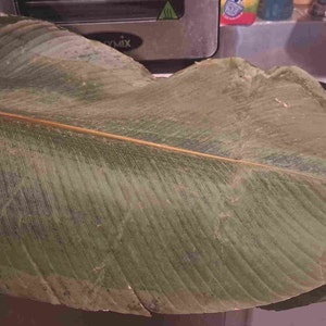 Peppersoup Spice. Ereh . Ehuru. African Calabash Nutmeg - Etsy