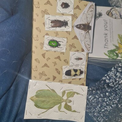 Mixed Pack of Insect Specimens Assorted Unmounted Invertebrates ...