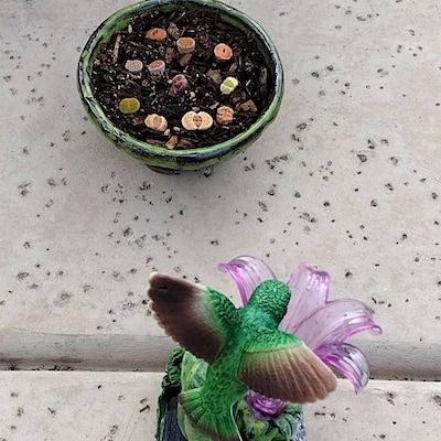Blue Succulents Witchford Lithops Seeds 100pcs/pack - Etsy