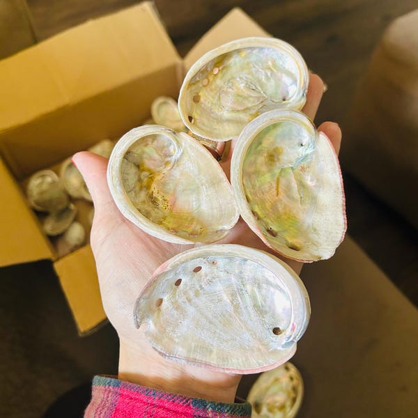 Bulk Polished Red Abalone Shells (25) -size 1"- 3" Seashells, Jewelry ...