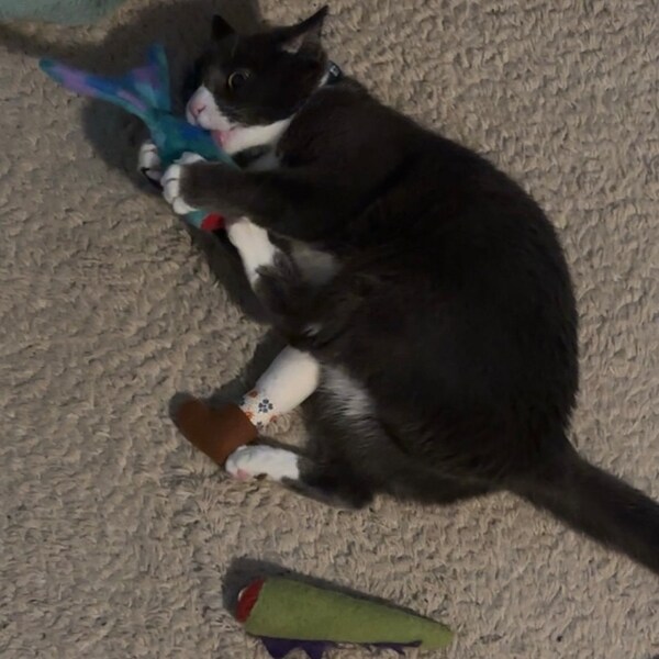 Severed Leg Catnip Toy / Giraffe Leg / Cat Toy / Pet Gift / Cat Lover ...