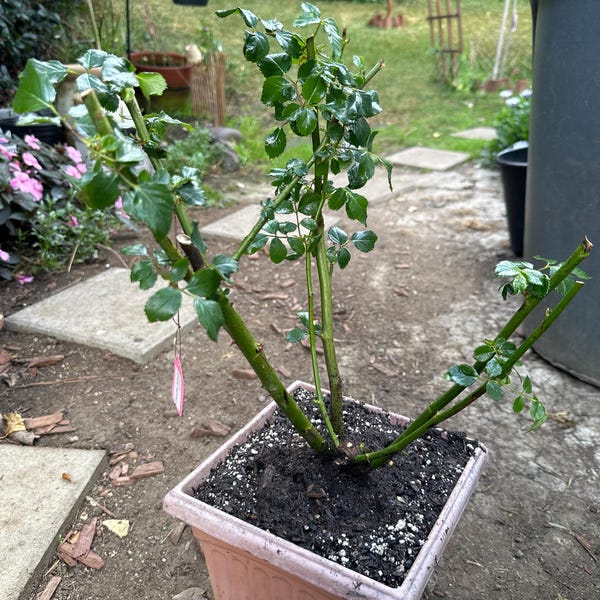 Rose romantic Antike 浪漫古董strong Fragrance Live Shrub Plant Ownroot, 1 ...