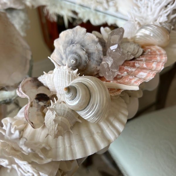 Real Jungle Mud Starfish Orange Brown Amber Color One 1 Pcs 2 to 3 1/2 ...