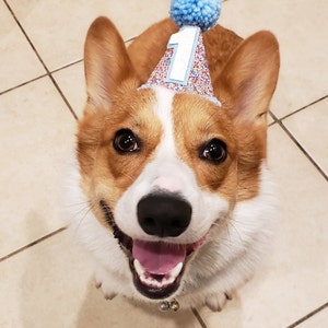 Cat Birthday Hat Pet Party Hat Puppy Birthday First - Etsy