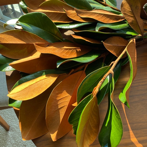 Freshly Cut Magnolia Bunches, Fall Decor, Fall Foliage, Real Magnolia ...