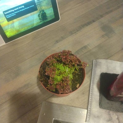 RARE Crassula Tabularis Pagoda Village Succulent Plant 2 Pot - Etsy