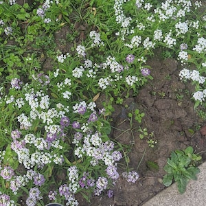 Silene Coeli Rosa Mix 1000 Seeds Viscaria Oculata Blue - Etsy