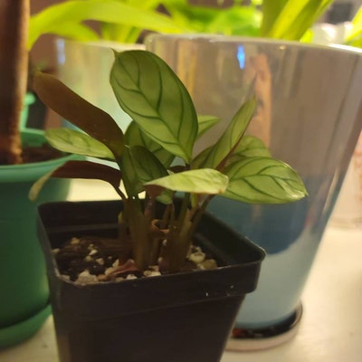 Dwarf Calathea Ctenanthe Amagris - Etsy