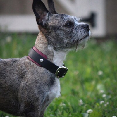 Add a Built-in Prong Backup to Your Leash - Etsy