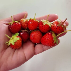 5 Heritage Everbearing Red Raspberry Plants 5 Large 1 Year - Etsy
