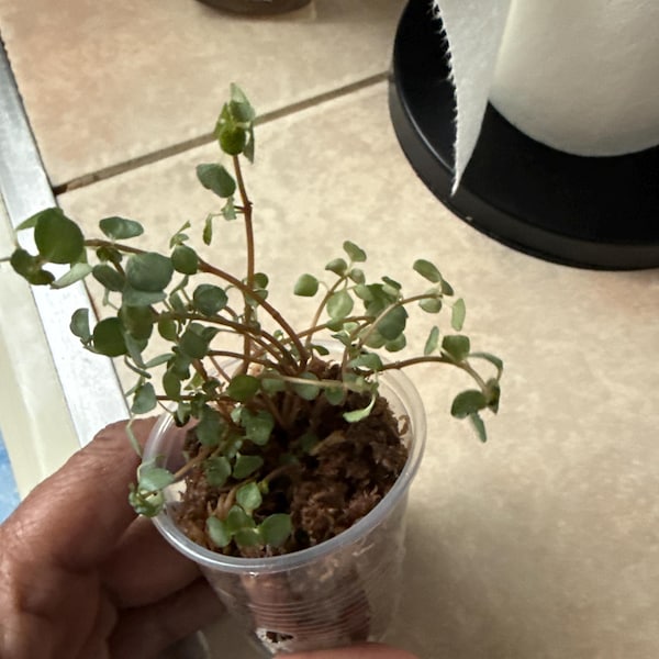 N’joy Pothos ROOTED Plant Cutting | Epipremnum | (read Description) - Etsy