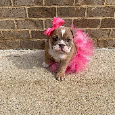 Dog Tutu: Pink Mix Tutu fuscia Pink, Bubblegum Pink, Baby Pink Small ...