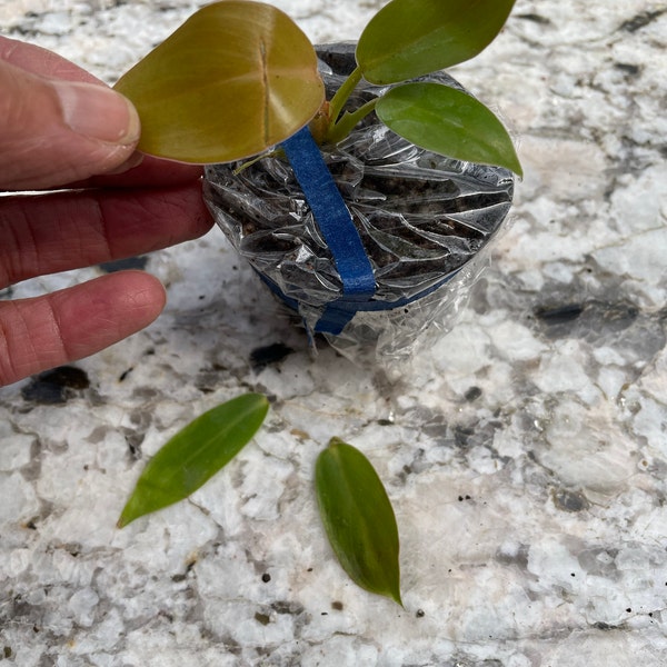 Rare Varigated String of Pearls | String of Hearts | String of Spades ...