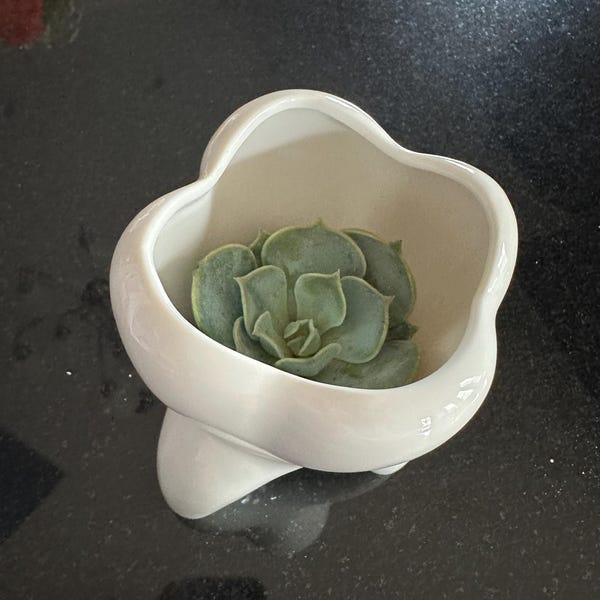 Animal Tooth Sticker, Sloth Teeth Sticker, Dental Pug, Cow Dental ...