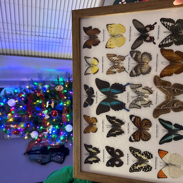 Mix 20 Beautiful Thai Butterfly Insect Taxidermy Entomology Frame ...