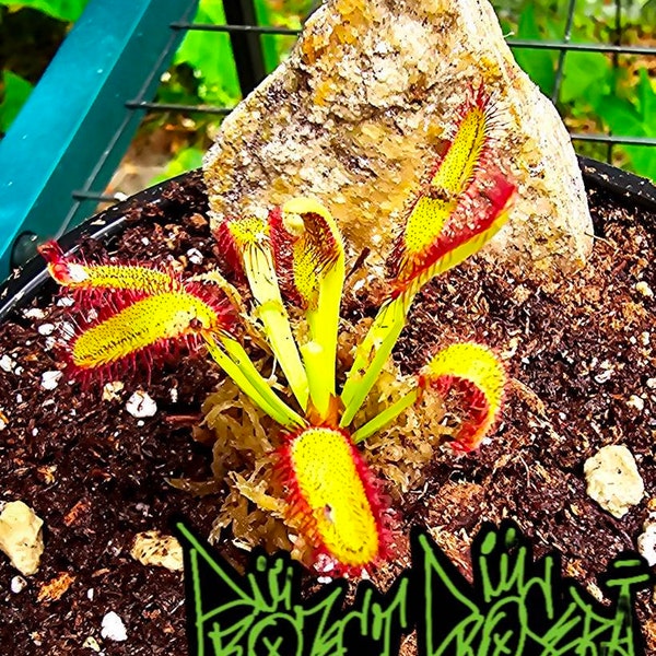 Carnivorous Plant Soil (pygmy Sundew Mix) - Etsy