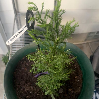 Viburnum Plicatum 'popcorn' Live Plant Perennial Shrub White Snowball ...