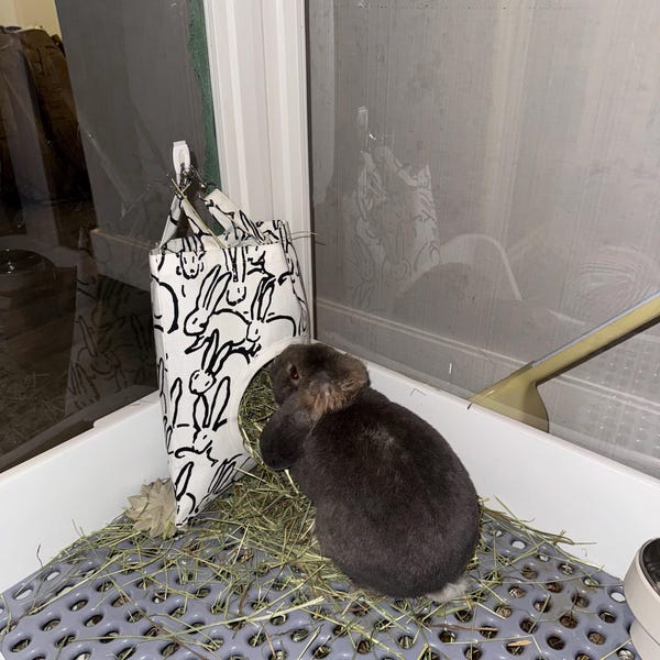 Fresh, Green, Soft, Timothy Hay for Rabbits, Bunnies, Guinea Pigs ...