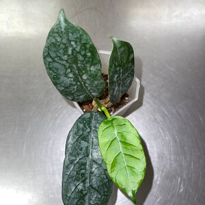 Peperomia Polybotrya Peperomia Raindrop Live Plant Rare | Etsy