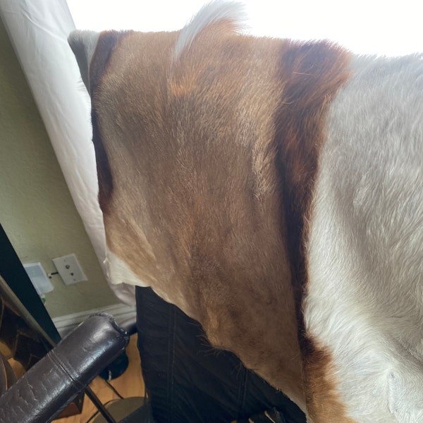 Springbok Skin Natural Springbok Skin XXL Size Tanned Springbok Hide ...