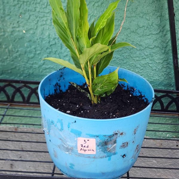 10x Seeds Giant Passionfruit Giant Granadilla, Rare, Exotic, Delicious ...