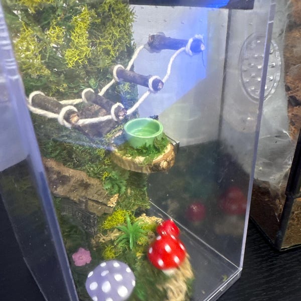 Jumping Spider Enclosure 5x5x9 Spider House, Spider Tank, Spider ...