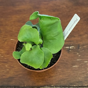 Hoya Kicki Hoya Hybrid Rooted Plant Shipped in 2.5 - Etsy
