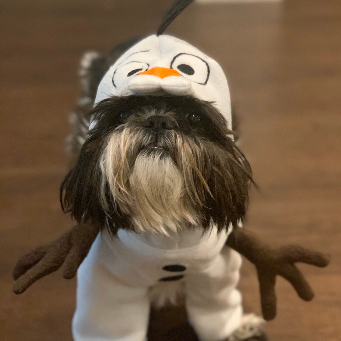 Unique Sunflower Dog Halloween Costume for small-medium breed | Etsy