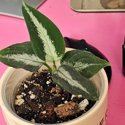 Aglaonema Pictum Tricolor Starter Plant ALL STARTER PLANTS Require You to Purchase 2 Plants - Etsy