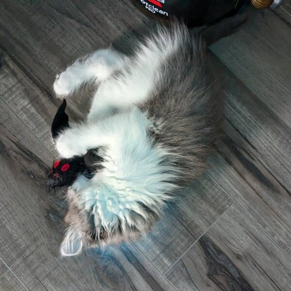 Loch Ness Monster Catnip Cat Toy - Etsy