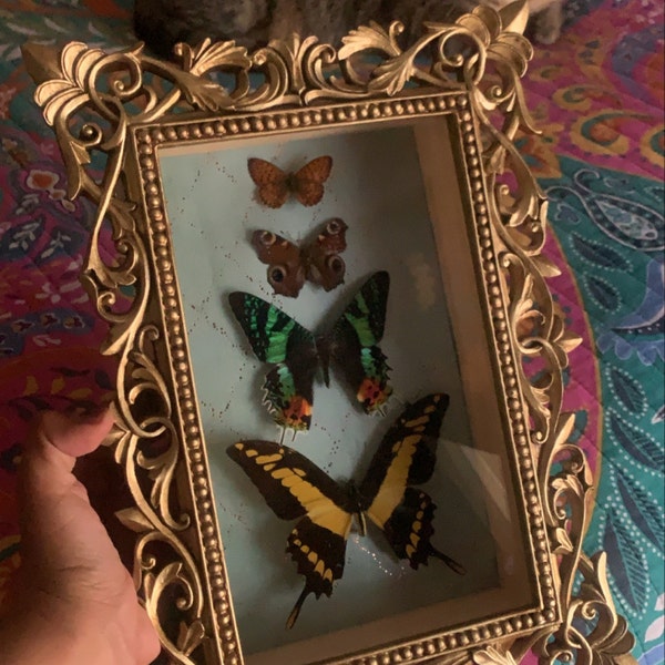 Glass Coffin Shelf Display - Etsy