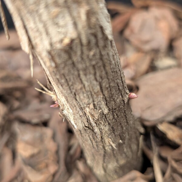 6+ Red Spruce Tree Seedlings From Maine - Etsy