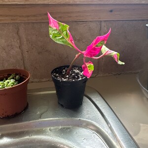 Rare Party Time Pink Plant Starter Plant ALL Starter Plants REQUIRE You ...