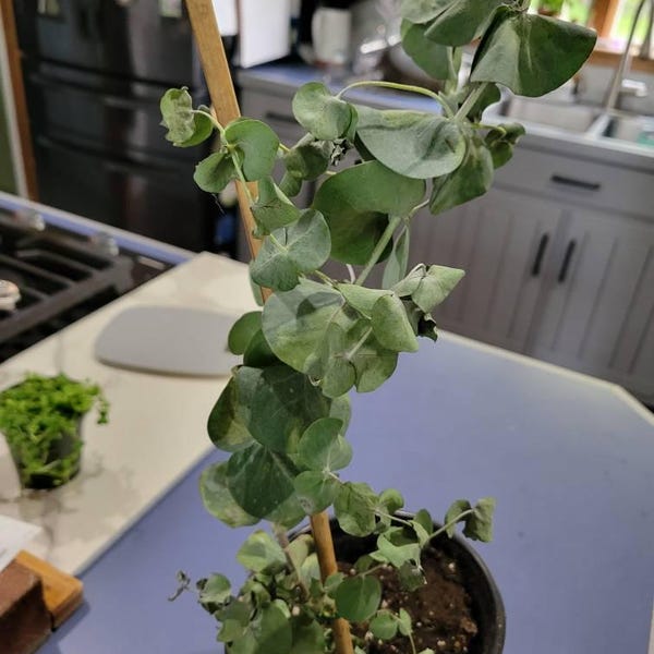 Peperomia Piper Parmatum Live Plant | Peperomia Plant Starters | Pet ...