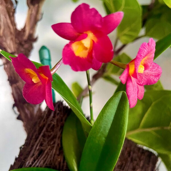 Paphiopedilum Mem Albert Eickoff (kolopakingii X Stonei) Blooming Size ...