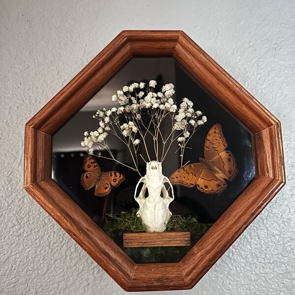 Framed Butterfly, Gold Marble, Shadow Box, Pinned Insects, Butterfly ...