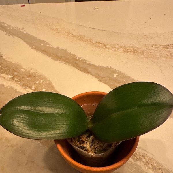 Phalaenopsis OX Little Beauty 2.5" *preorder* (5463P:G) - Etsy