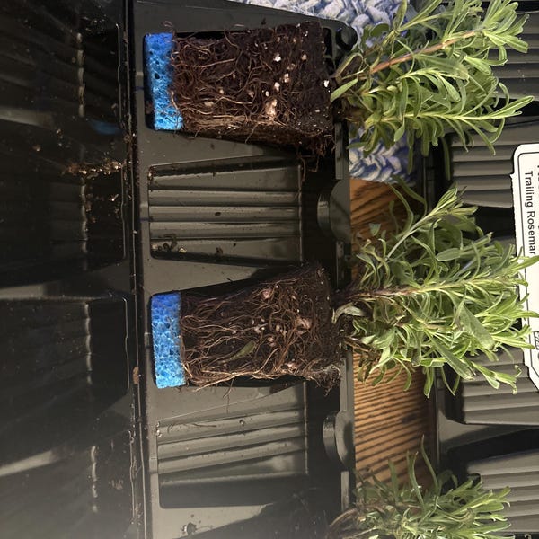 5 KISS and TELL Dianthus / Mini Carnation Live Perennial Live Starter ...