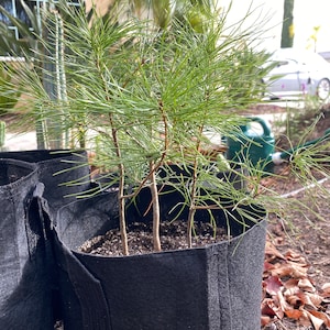 Princess Pine Clubmoss - Etsy