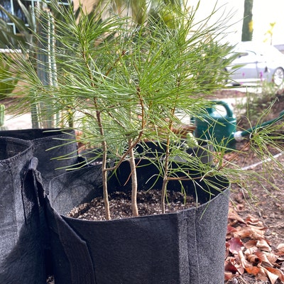 Princess Pine Clubmoss - Etsy