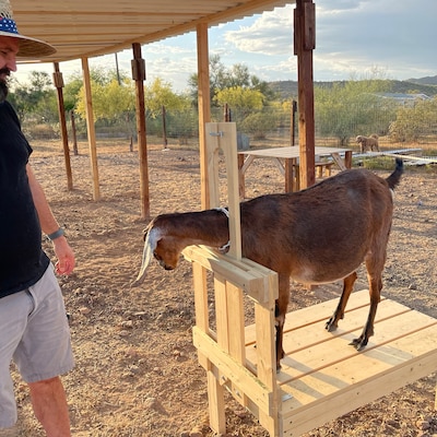 Best Goat Stand Fits All Goats for Milking and Trimming - Etsy
