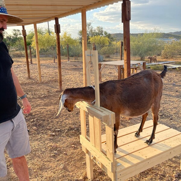 Goat Milking Stand for Pygmy and Nigerian Dwarf and Other Small Breeds ...