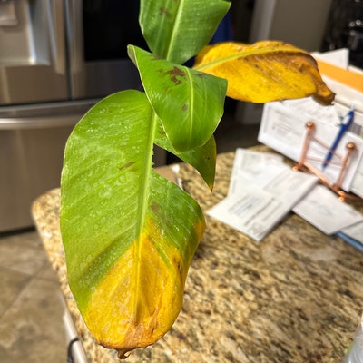 Bonsai Figurine, Fisherman, Mudmen, Handmade, Statue, Mini Home Decor ...