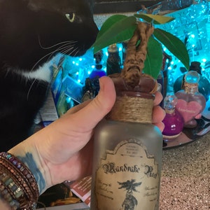 Mandrake Root Herbology Magic Potion Glass Bottle Inspired - Etsy UK