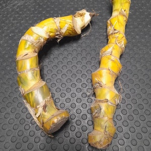 Flame Tree Seed Pods - Etsy