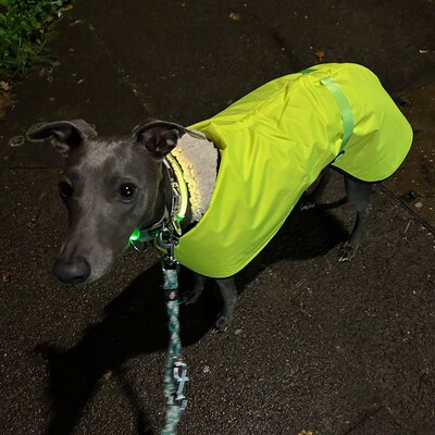 Hi Vis Yellow Fleece Lined Waterproof Coat Whippet Greyhound, With ...