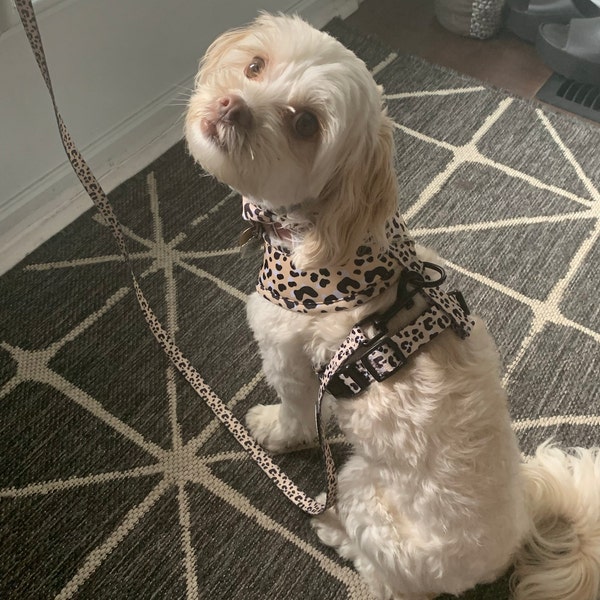 Wild Thing Dog Harness & Accessories - Etsy Australia