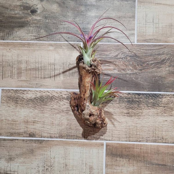 Surfite Surf Stone Freeform Pendant With a Minimalist Leather Cord ...